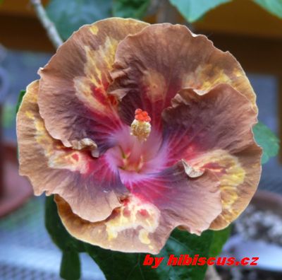 Devil´s Eye :: Hibiscuscz