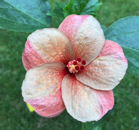 MISHANO Little Gold :: Hibiscuscz