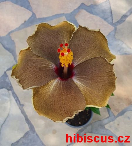 MISHANO Cleopatra :: Hibiscuscz