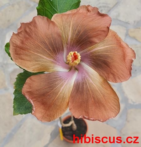 MISHANO Daddy George :: Hibiscuscz