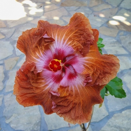 MISHANO Bogdanka :: Hibiscuscz