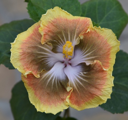 MISHANO Queen Henrietta :: Hibiscuscz