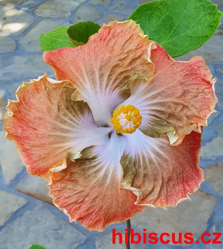 MISHANO Queen Henrietta :: Hibiscuscz