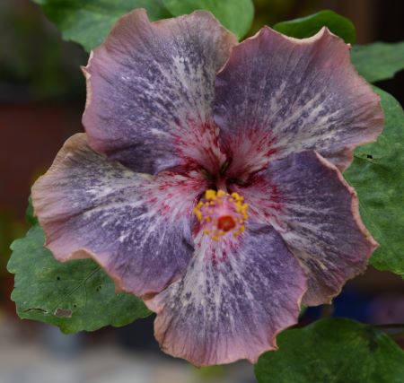 MISHANO Roy's Glitters :: Hibiscuscz