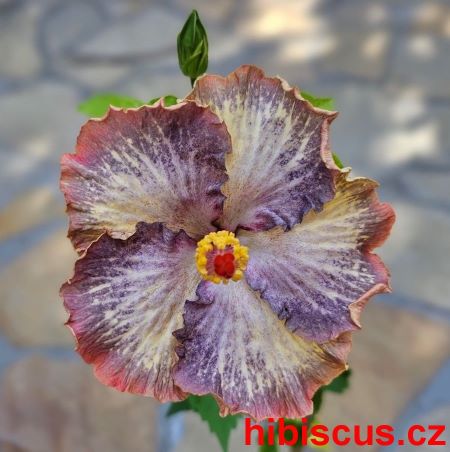 MISHANO Roy's Glitters :: Hibiscuscz