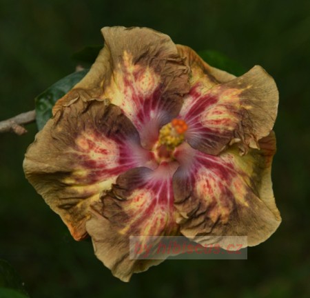 Devil´s Eye :: Hibiscuscz